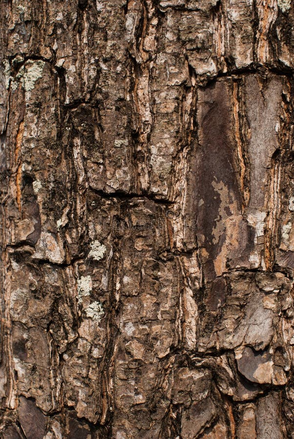 Bark of tree texture stock photo. Image of timber, nature - 36028244