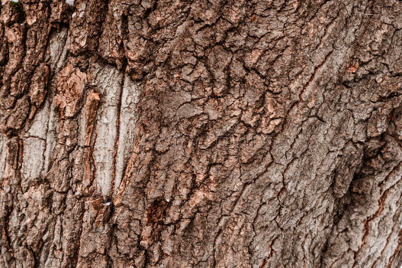 Bark tree texture stock image. Image of grunge, stump - 84380579