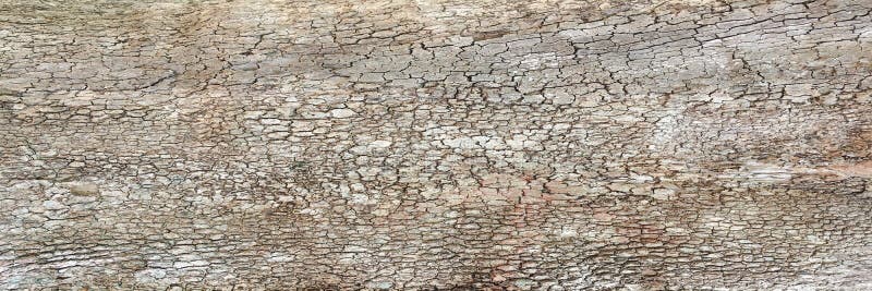 Tactile Grey Tree Bark Stock Photos - Free & Royalty-Free Stock Photos ...