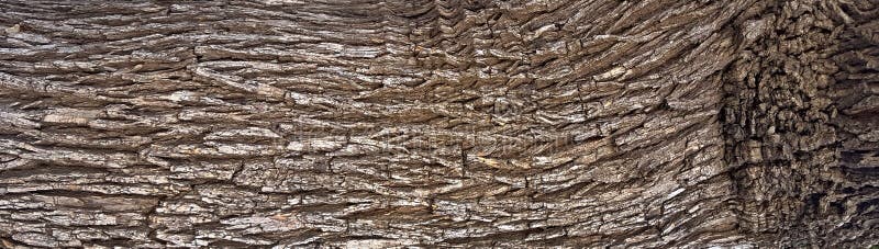 Bark tree texture stock photo. Image of abstract, background - 151760928