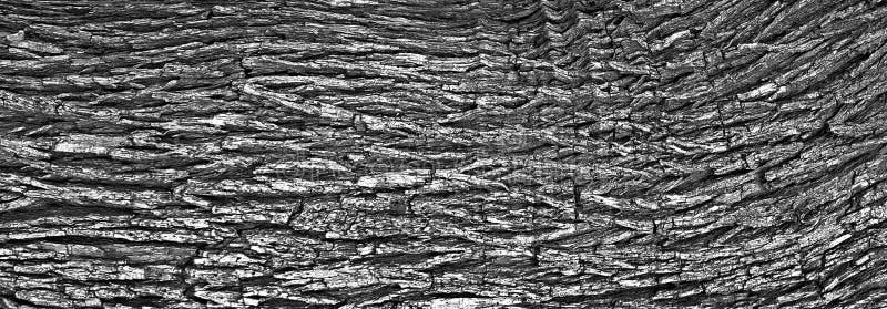 Bark tree texture stock image. Image of nature, lumber - 151760935