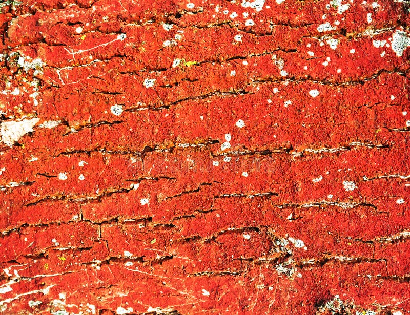 Bark Tree Texture stock photo. Image of aged, color, protection - 69849116