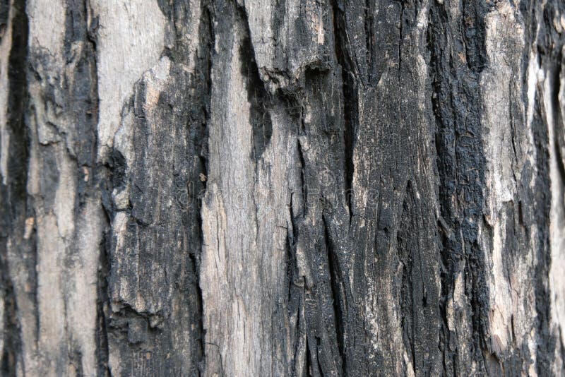 Bark of Tree Texture , Soft Focus Stock Image - Image of soft, detail ...