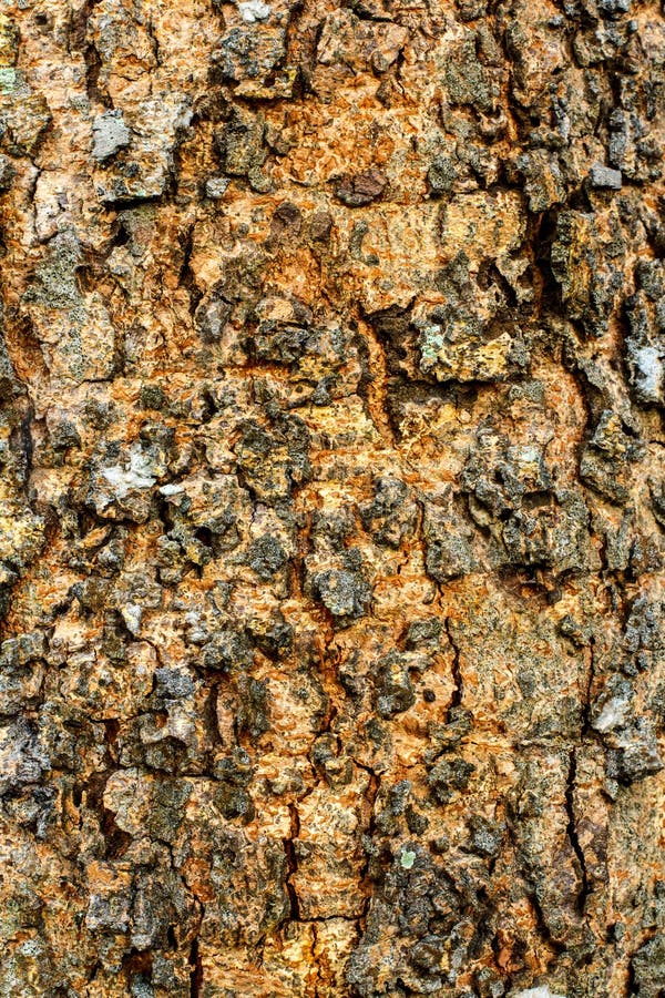 Bark of tree texture stock photo. Image of pattern, gray - 39087610