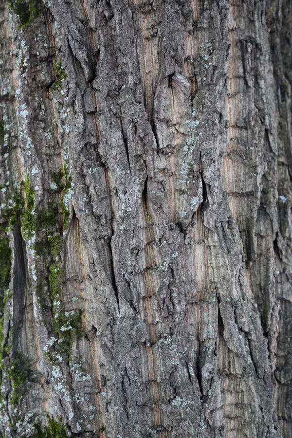 The Bark of the Tree. Texture Stock Image - Image of plant, background ...