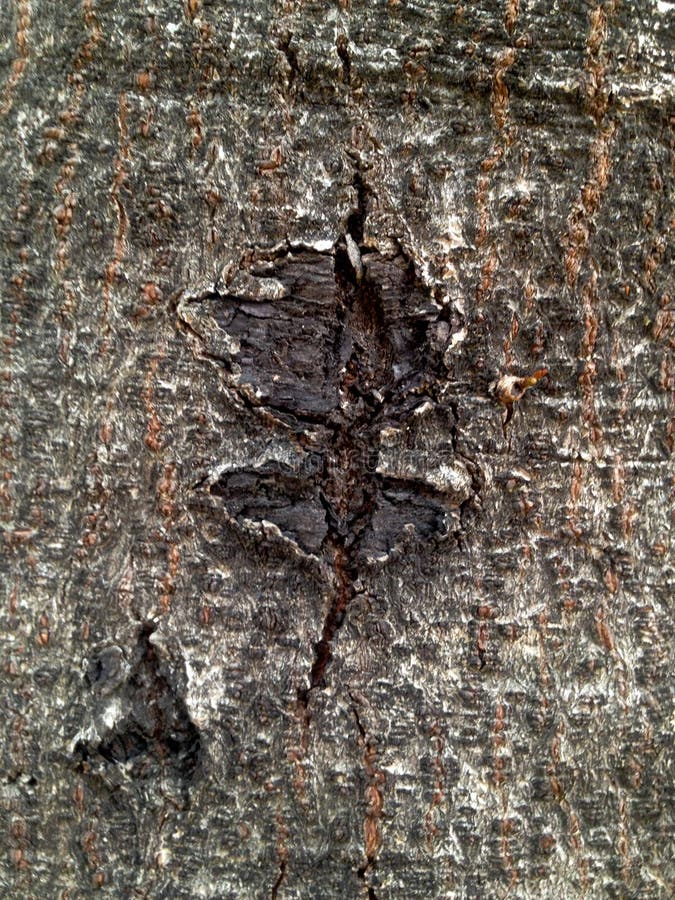 Bark Tree for Texture and Wall Paper Stock Image - Image of environment ...
