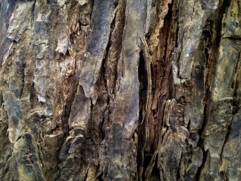 Bark Tree for Texture and Wall Paper Stock Image - Image of foliage ...