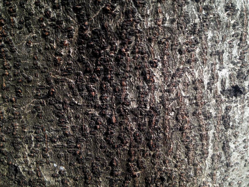 Bark Tree for Texture and Wall Paper Stock Photo - Image of brown, bark ...