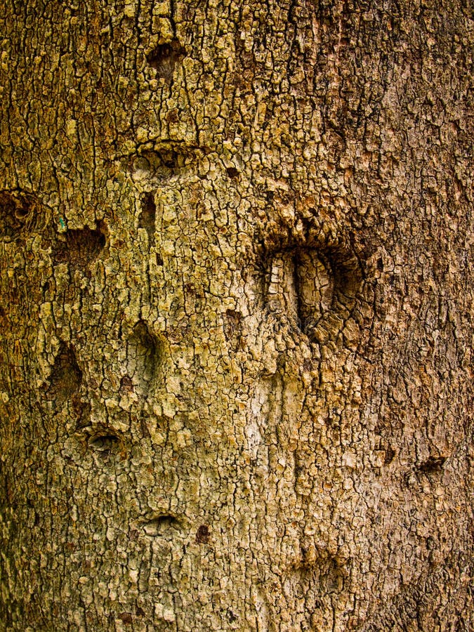 Bark Tree Texture stock image. Image of elements, nature - 38839697
