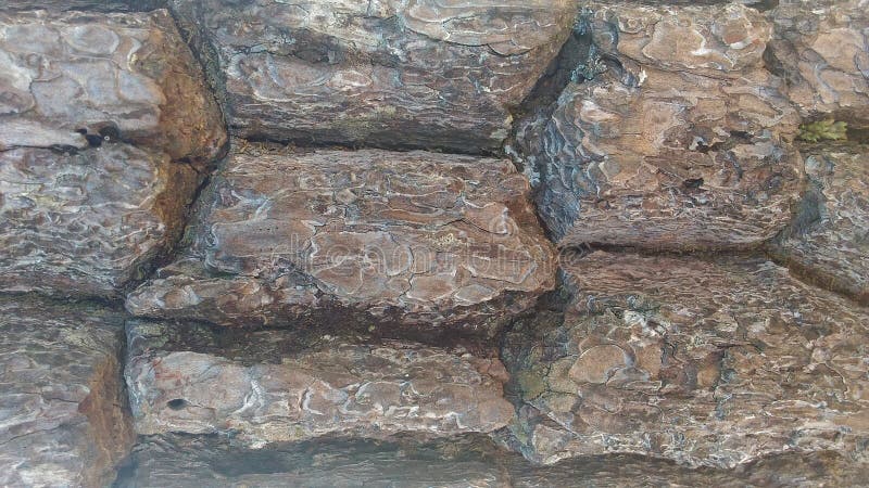 Bark tree texture stock image. Image of brown, trunk - 87839155