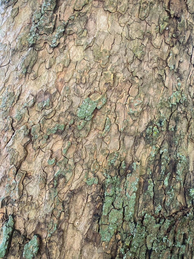 Bark of a Tree Textured Background Stock Photo - Image of branch, bark ...