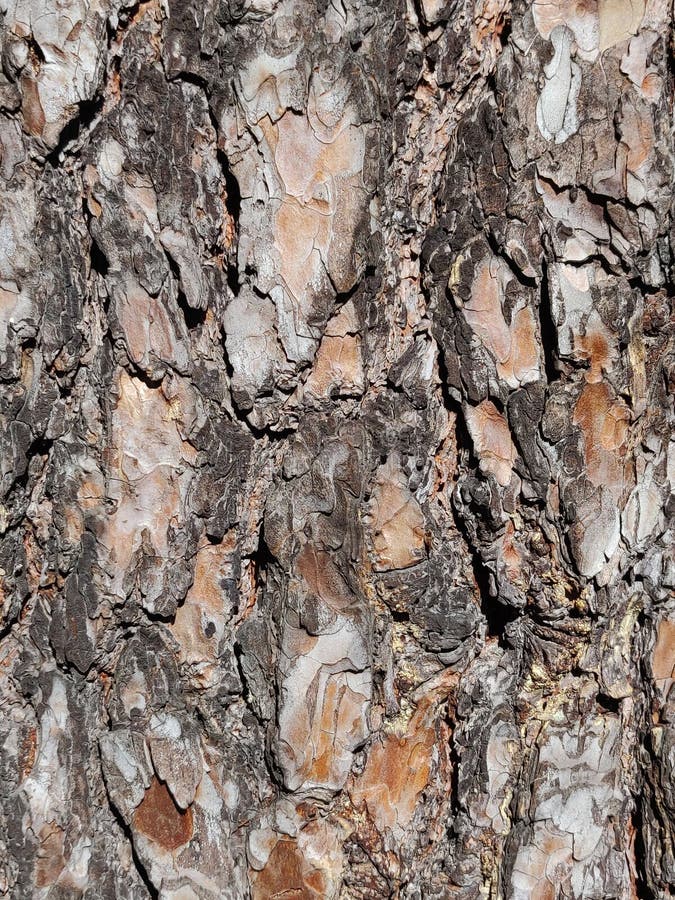 Bark of tree stock image. Image of wood, material, natural - 182720675