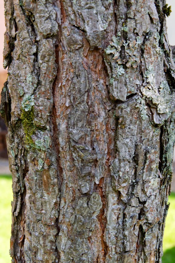 Bark of a Tree with Mushrooms - Bulow Plantation Ruins Historic State ...
