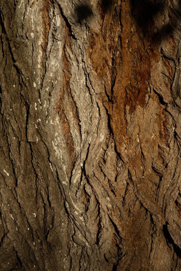 Bark of Tree. Tree Bark in Autumn Stock Photo - Image of macro, green ...