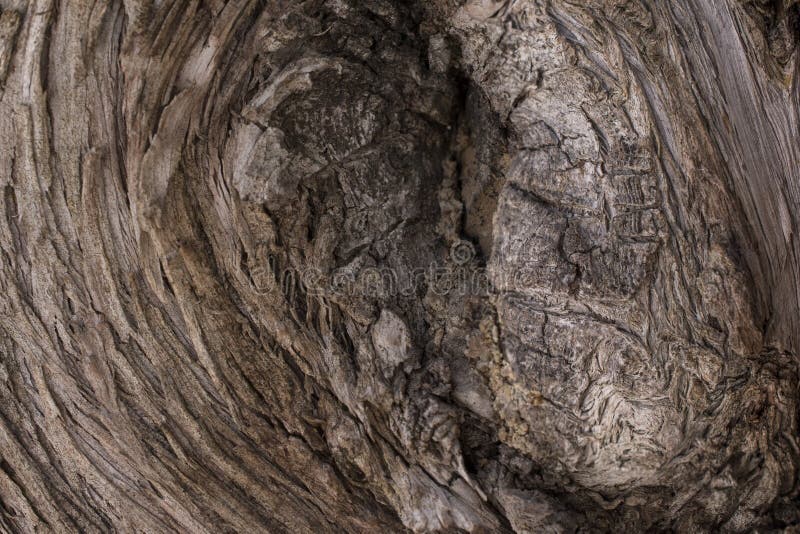 Bark of tree trunk stock photo. Image of rugged, circle - 143841510
