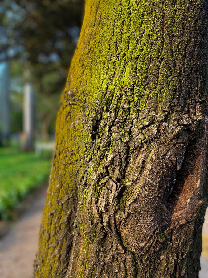 Bark of a tree stock image. Image of fresh, large, environment - 331209071