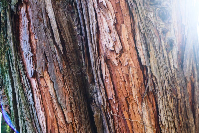 Bark of a tree trunk stock photo. Image of trunk, tree - 249156270