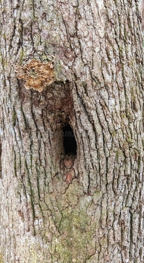 Bark on Tree Trunk with Hole Stock Photo - Image of hole, textured ...