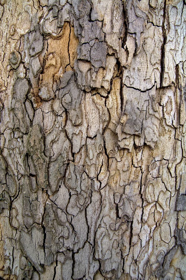 Bark on a Tree Trunk with Knots at the Base of the Bark Stock Photo ... Bark on a Tree Trunk with Knots at the Base of the Bark Stock Photo ...