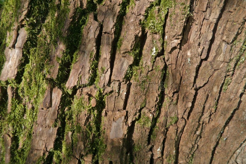 Bark Tree Trunk with Lichens Stock Image - Image of wood, tree: 155583997
