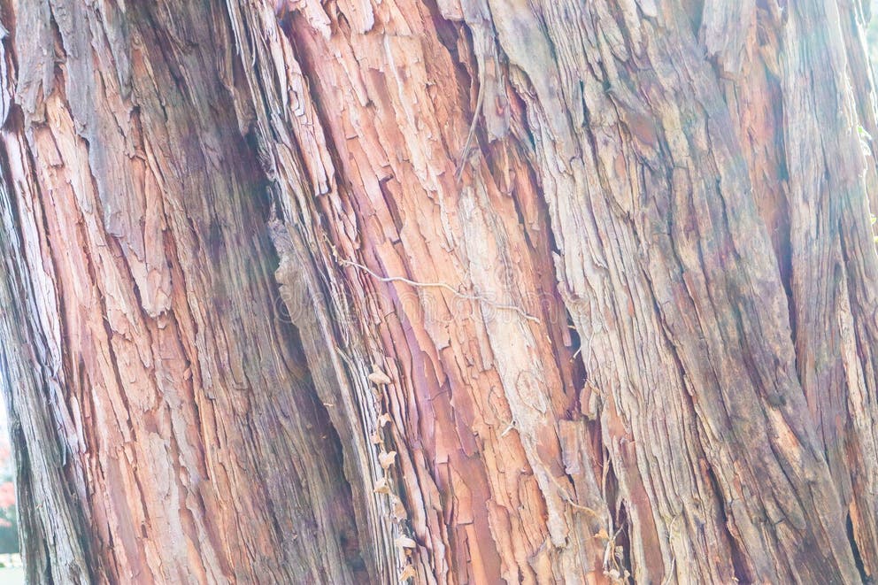 The Bark of a Tree Trunk with Light Shades Stock Photo - Image of ...