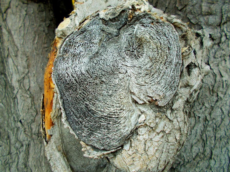 Bark on a Tree Trunk, Texture Stock Image - Image of background, design ...