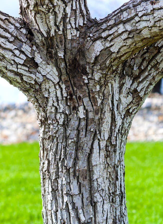 Bark of a Tree Trunk Walnut Stock Image - Image of tree, natural: 69771167