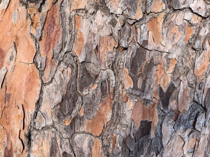 The Bark of a Tree with an Unusual Pattern on a Large Plan. Stock Image ...