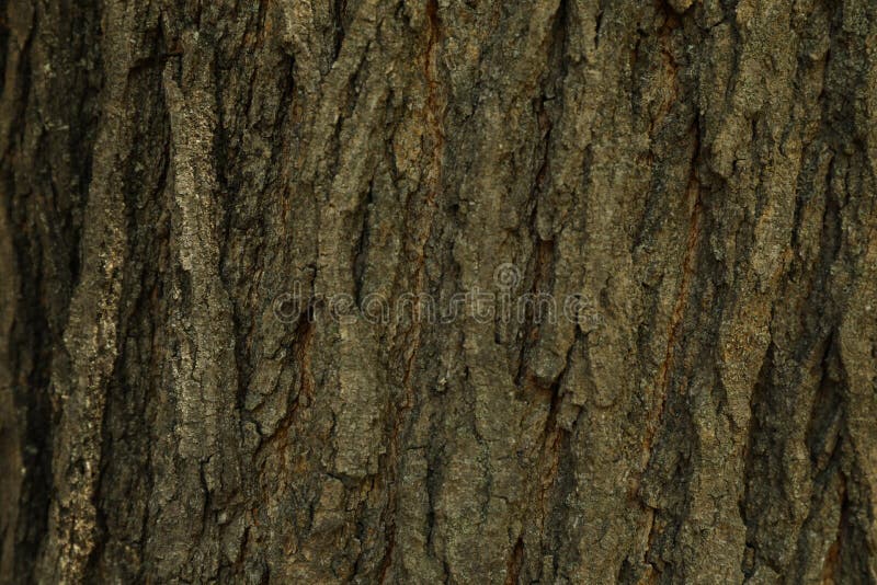 Bark of Tree on Whole Background, Close Up Stock Image - Image of ...
