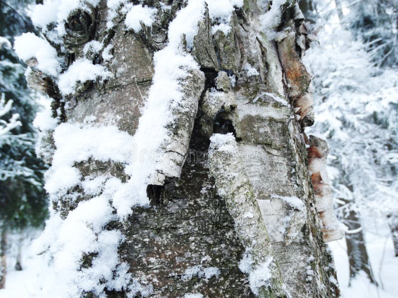 Bark Tree Winter in Snow Frost Stock Photo - Image of card, texture ...