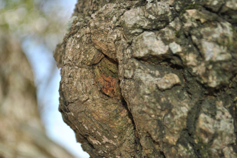 Bark Tree Wood Lines Brown Textured Texture Knots Betas on Wood Stock ...