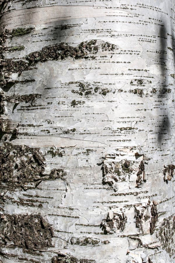 Bark of tree stock photo. Image of timber, wood, tree - 178238318