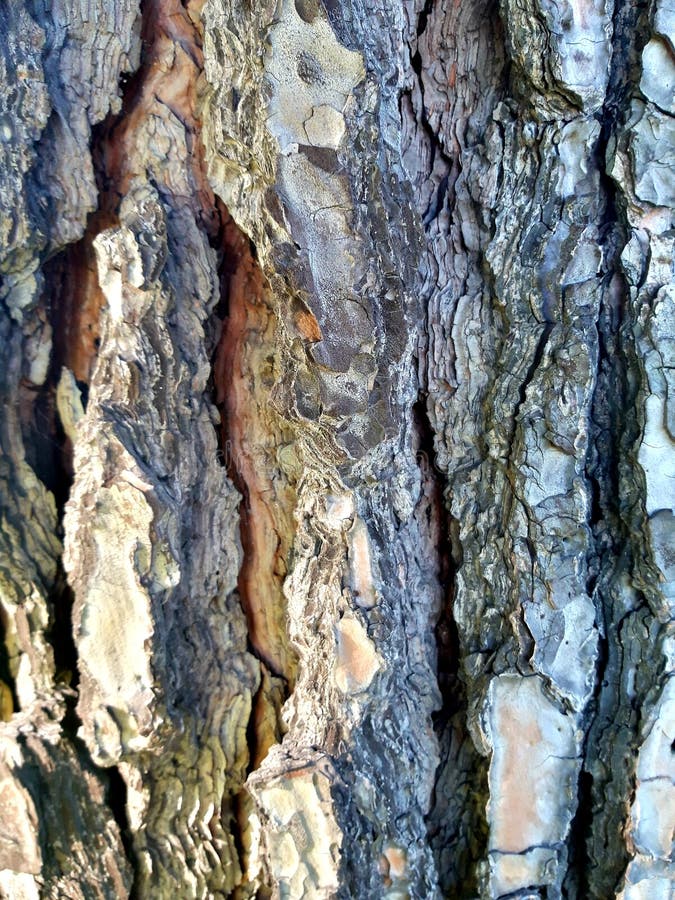 Bark of the Tree, Wrinkled and Hard. Pine in Winter with a Thick and ...