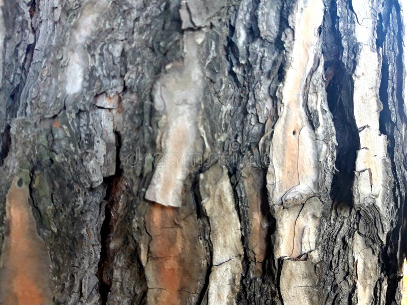 Bark of the Tree, Wrinkled and Hard. Pine in Winter with a Thick and ...