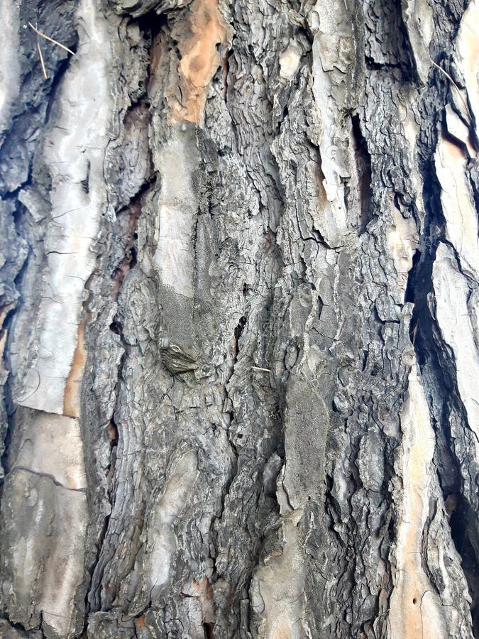 Bark of the Tree, Wrinkled and Hard. Pine in Winter with a Thick and ...