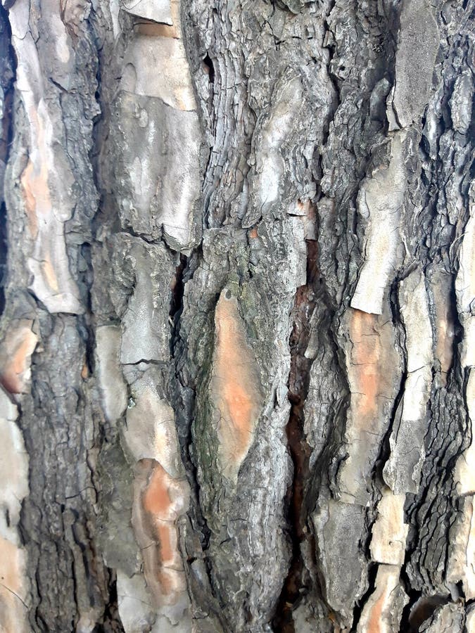 Bark of the Tree, Wrinkled and Hard. Pine in Winter with a Thick and ...
