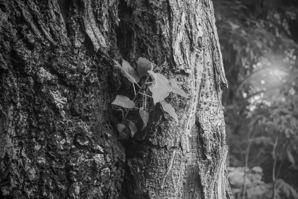 Bark of Trees(black and White) Stock Photo - Image of growth, natural ...