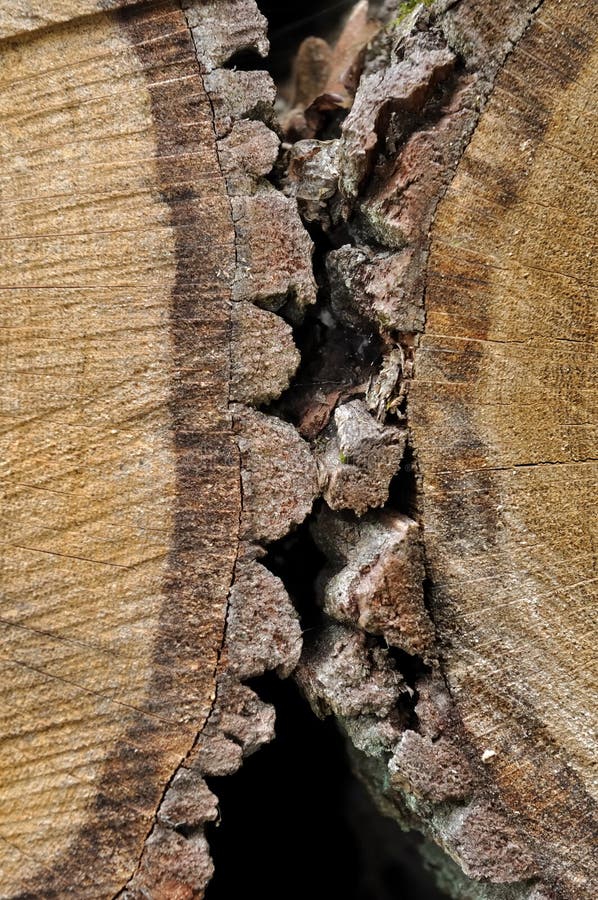 Bark of trees cut stock image. Image of logs, texture - 34030907