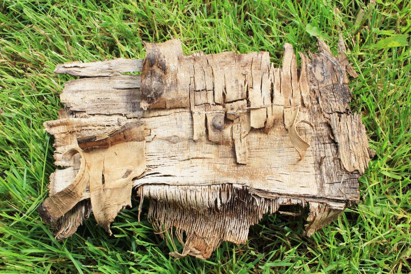 Bark of trees stock image. Image of design, green, detached - 32178781