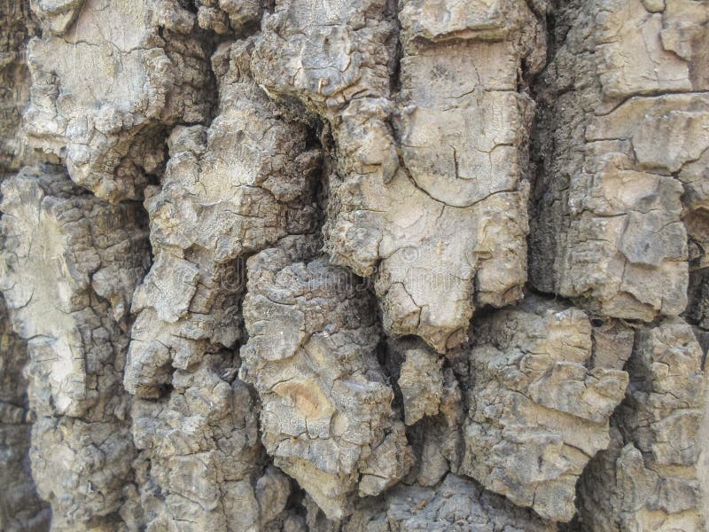 The bark of trees stock photo. Image of bark, fiber, skin - 90956670