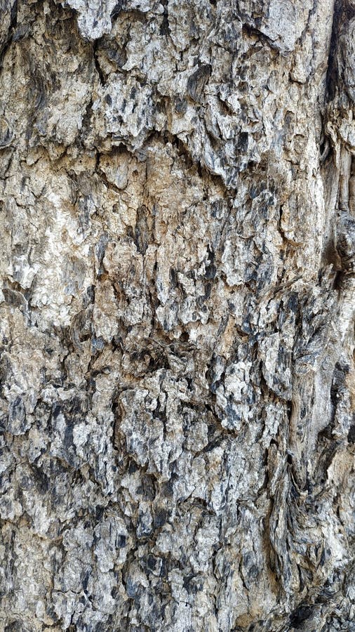 Bark Tress Rough Textures Background Closeup, Tree Rough Surface ...