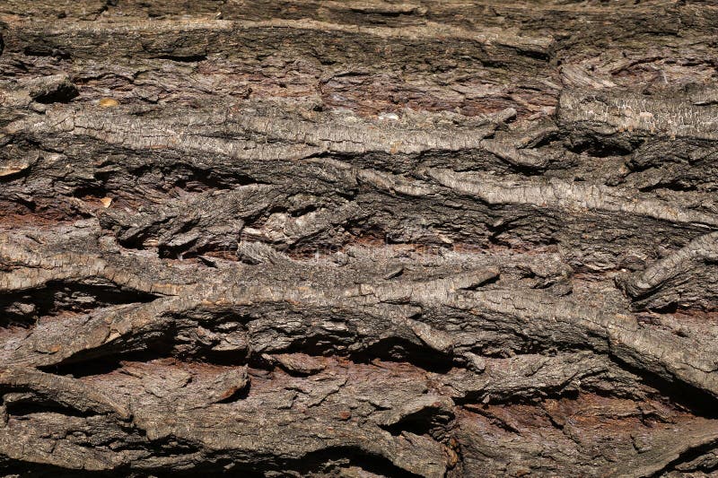 Bark on the Trunk of a Large Tree Stock Photo - Image of tree, nature ...