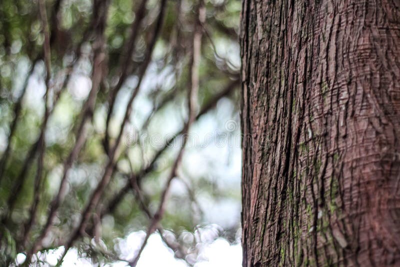 Bark and Trunk of a Large Western Red Cedar Stock Image - Image of ...