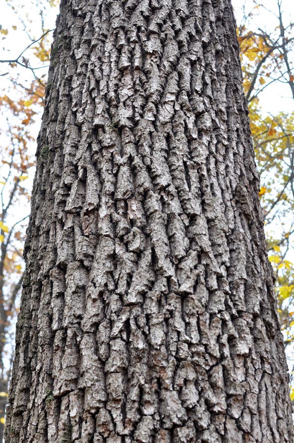 Bark on an oak trunk stock image. Image of element, ancient - 260213609