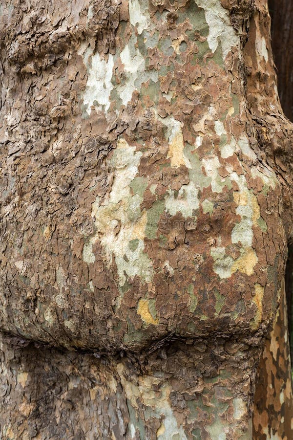 Bark and Trunk of a London Plane Tree Stock Image - Image of hybrid ...