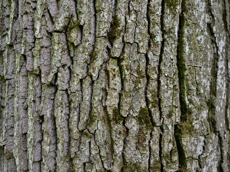 The Bark of the Trunk of an Oak Tree with Remnants of Moss in Uniform ...