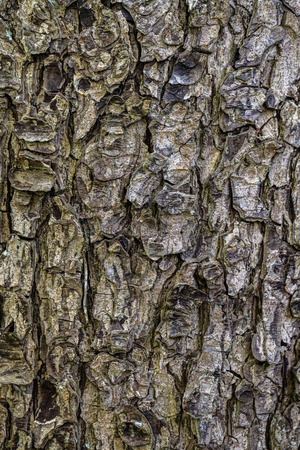 757 Turkish Filbert Stock Photos - Free & Royalty-Free Stock Photos ...