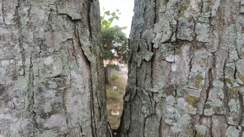 The Bark of Two Tree Trunks Joined Together Stock Image - Image of ...