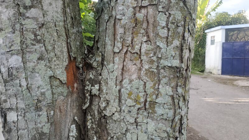 The Bark of Two Tree Trunks Joined Together in Garut Village, Indonesia ...