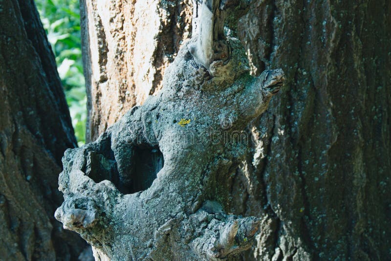 Bark with Unusual Patterns. Tree Bark Texture. Interesting Patterns on ...